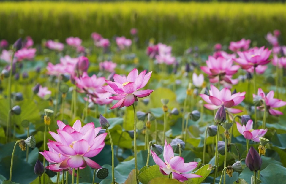 Trung Tâm Kiểm Nghiệm Thuốc, Mỹ Phẩm, Thực Phẩm Hà Nội